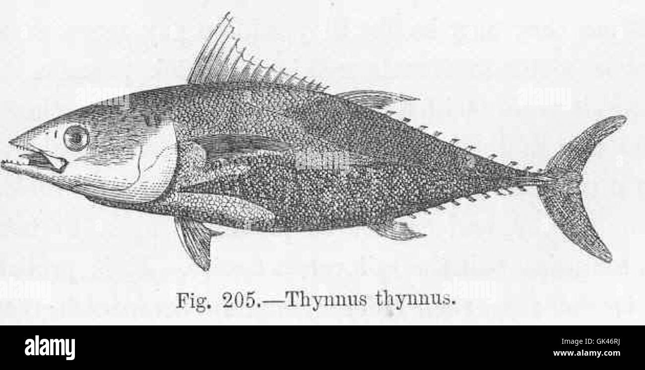 Atlantic bluefin tuna fish Black and White Stock Photos & Images - Alamy