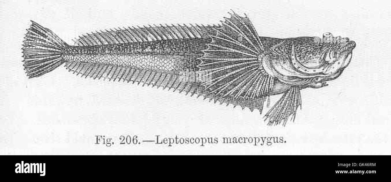 Leptoscopus hi-res stock photography and images - Alamy