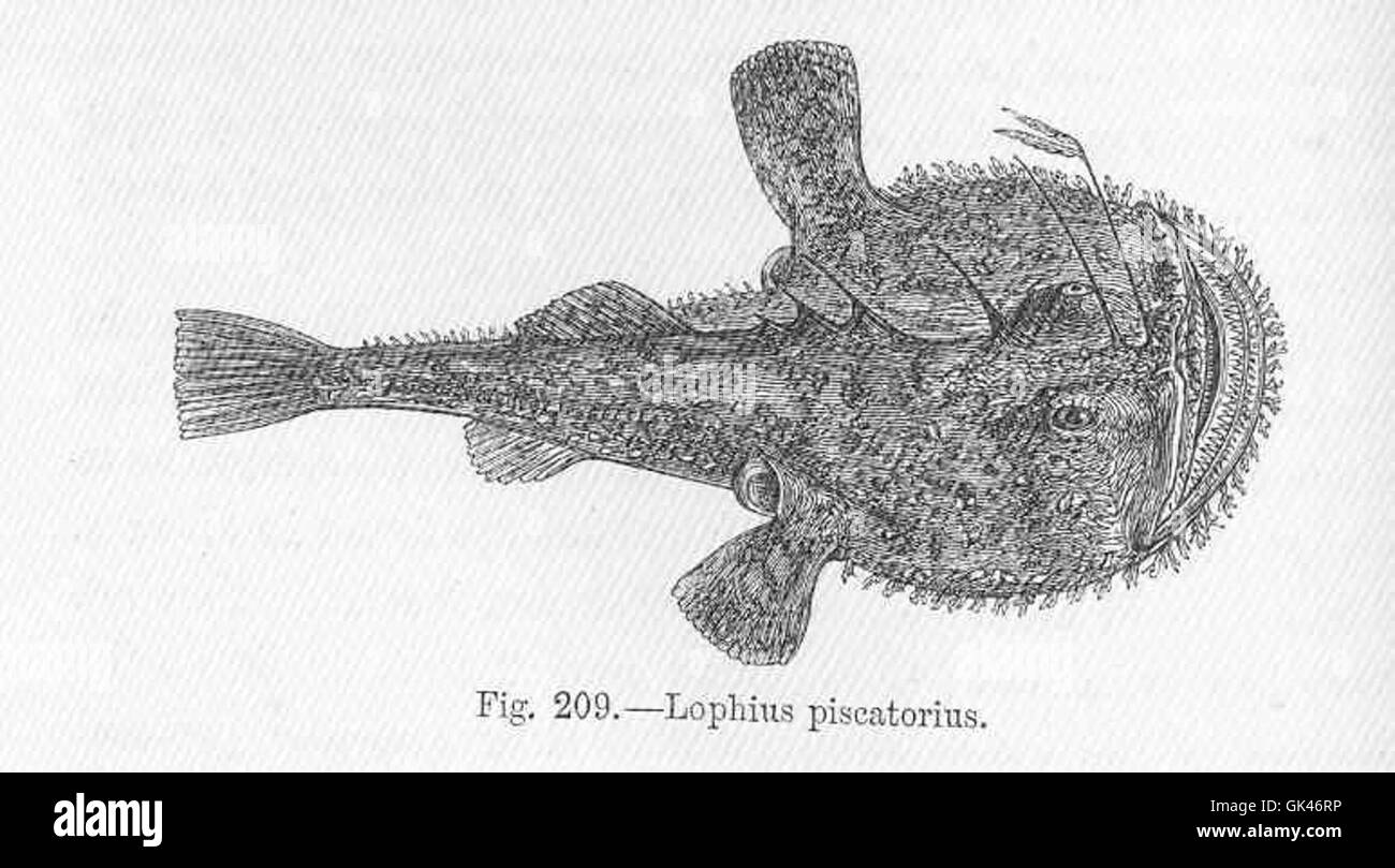Anglerfish species Black and White Stock Photos & Images - Alamy