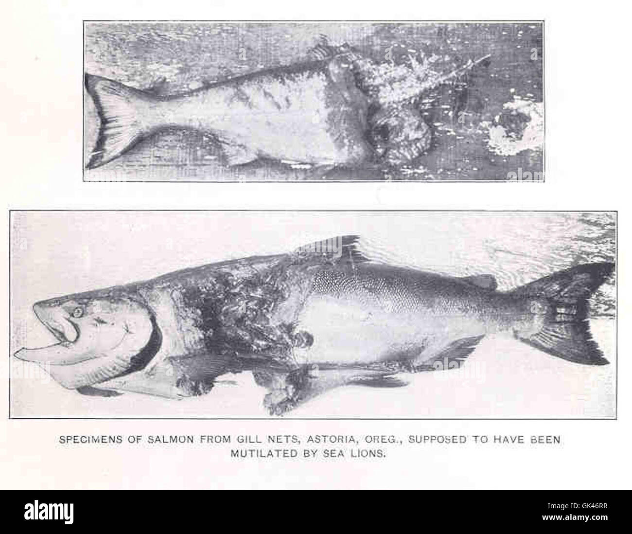 This image shows specimens of salmon caught using gill nets in Astoria ...