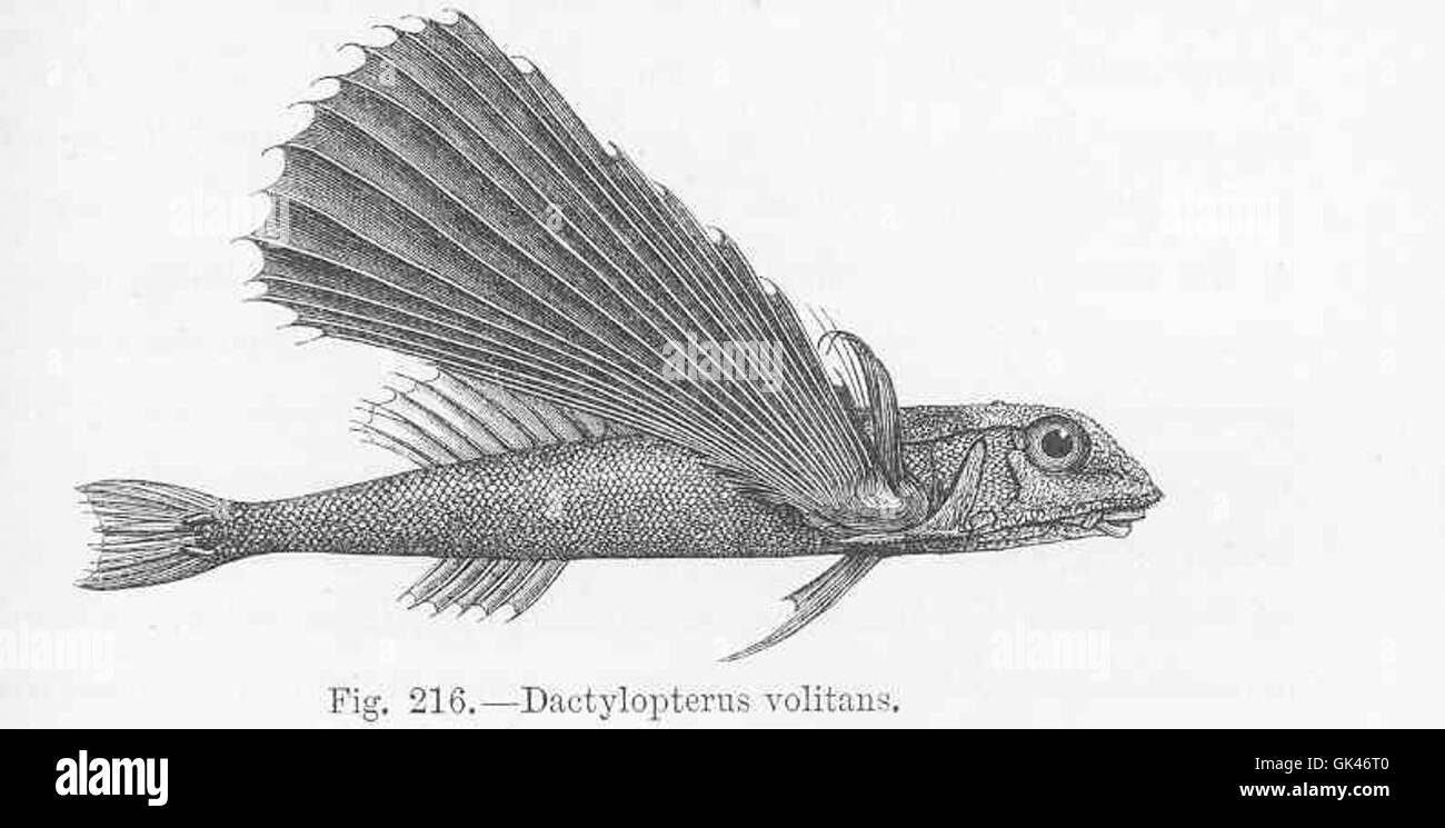 Dactylopterus volitans, known as the flying gurnard, is a species of ...