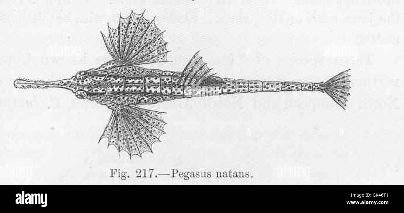 Flying fish species known Black and White Stock Photos & Images - Alamy