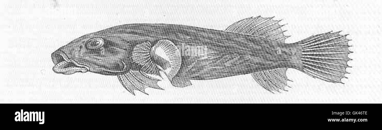 Goby anatomy Black and White Stock Photos & Images - Alamy