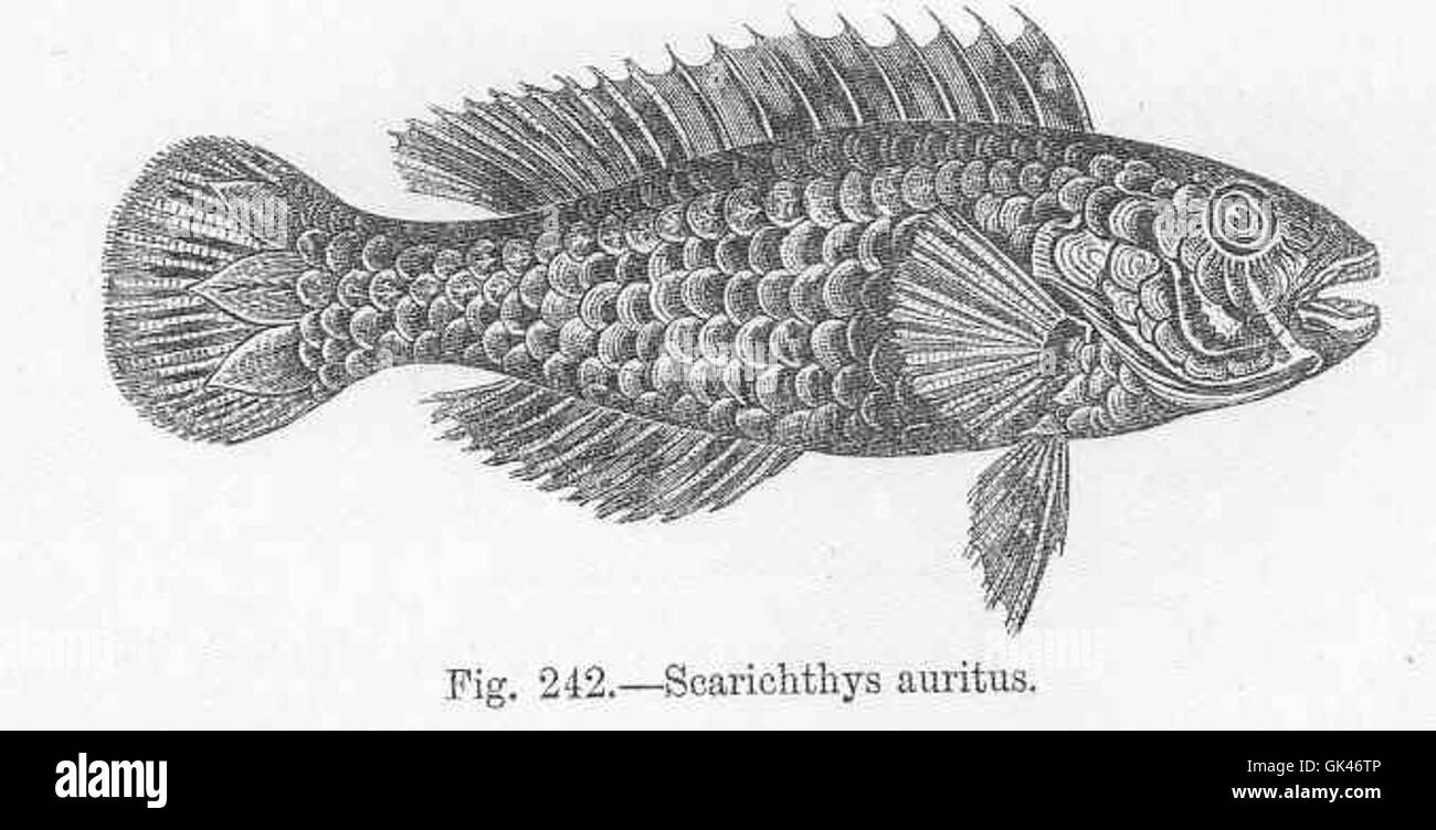 Morphology of appendages hi-res stock photography and images - Alamy