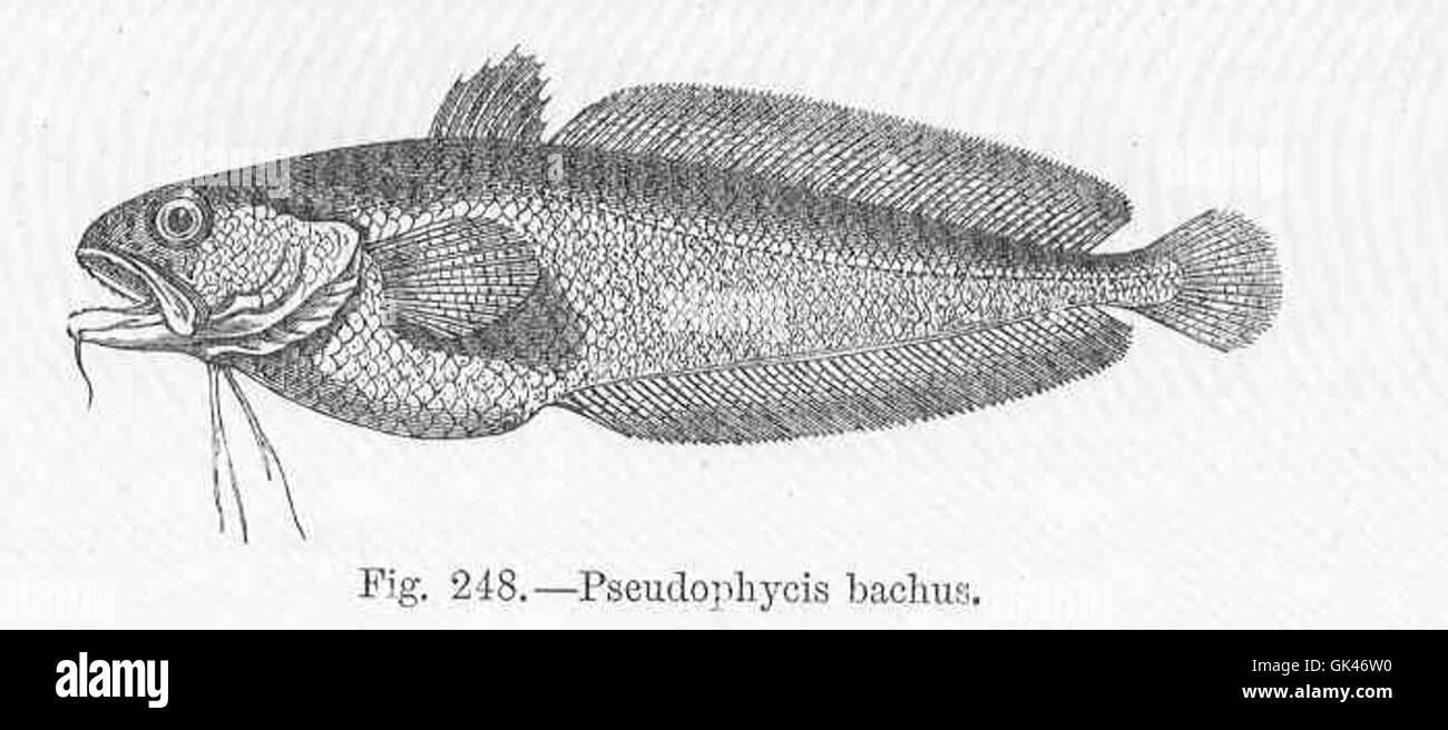 Bachus Black and White Stock Photos & Images - Alamy