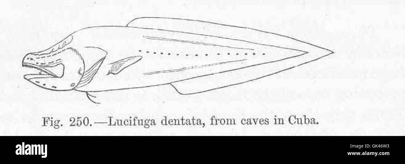 Freshwater caves Cut Out Stock Images & Pictures - Alamy