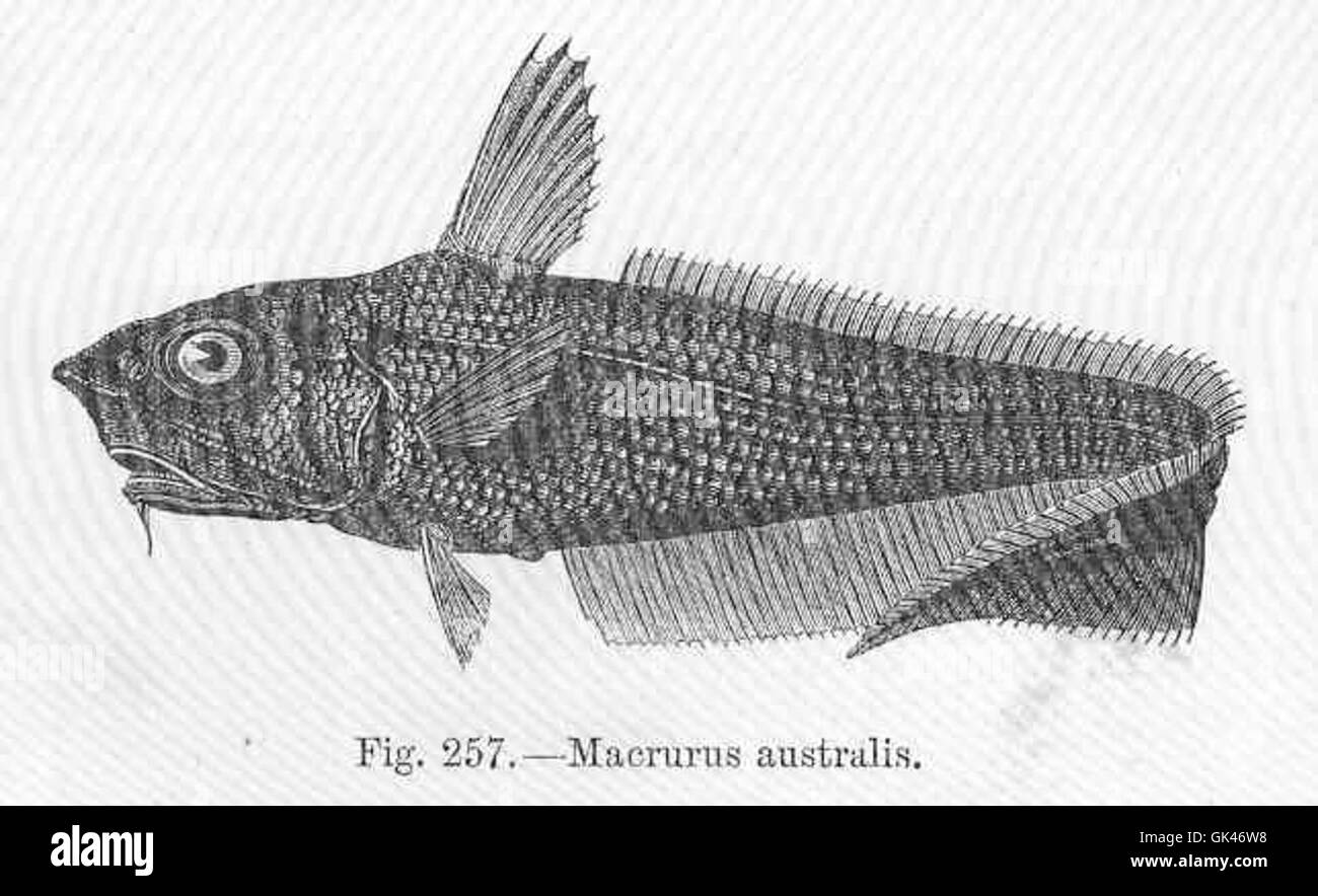 47145 Macrurus australis Stock Photo - Alamy