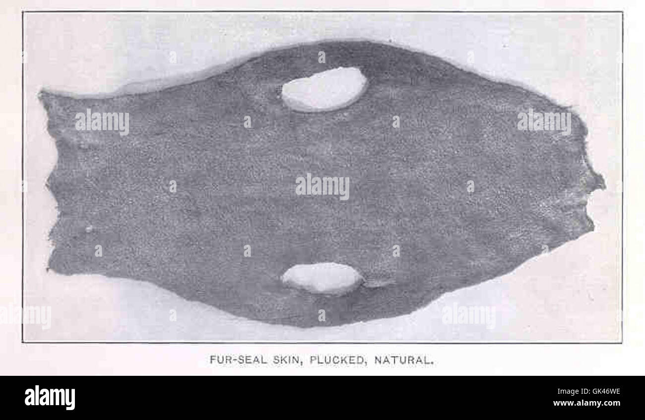 A plucked fur-seal skin, showing the natural texture and color of the ...