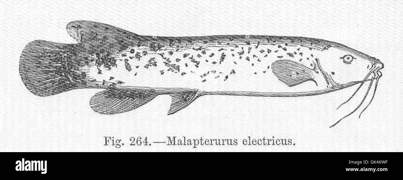 Malapterurus electricus, also known as the electric catfish, is a ...