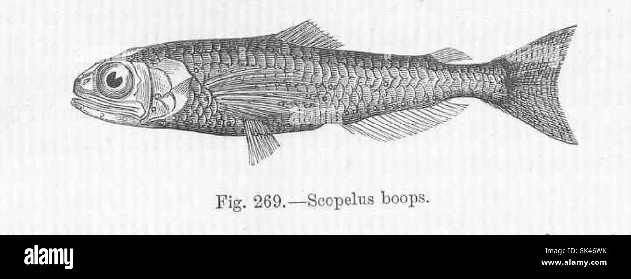 Boops boops Black and White Stock Photos & Images - Alamy