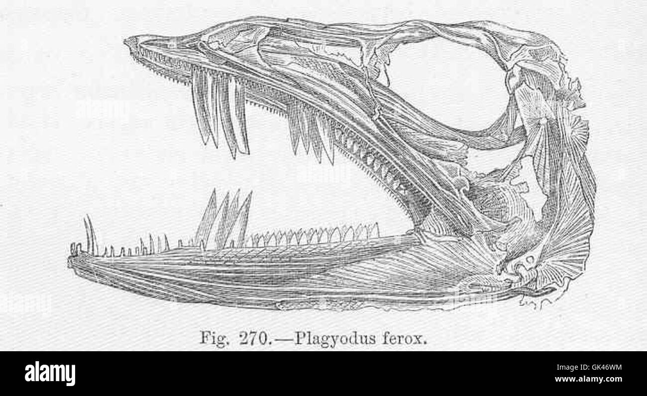 Ferox Black and White Stock Photos & Images - Alamy