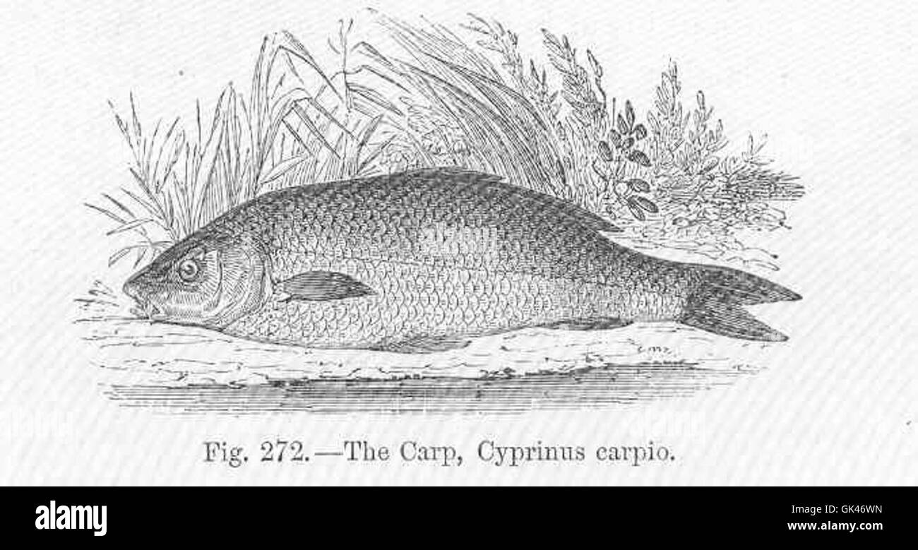 Cyprinus species Black and White Stock Photos & Images - Alamy