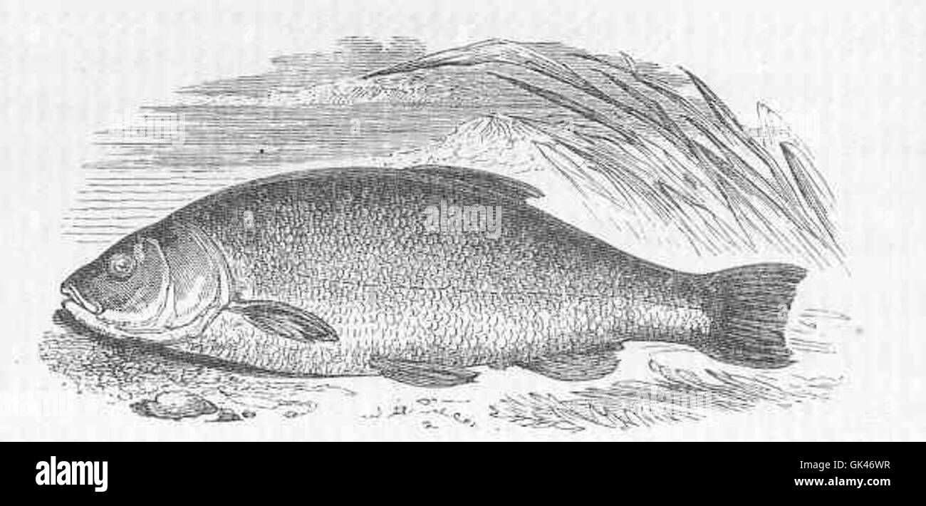 Tench tinca tinca drawing Black and White Stock Photos & Images - Alamy