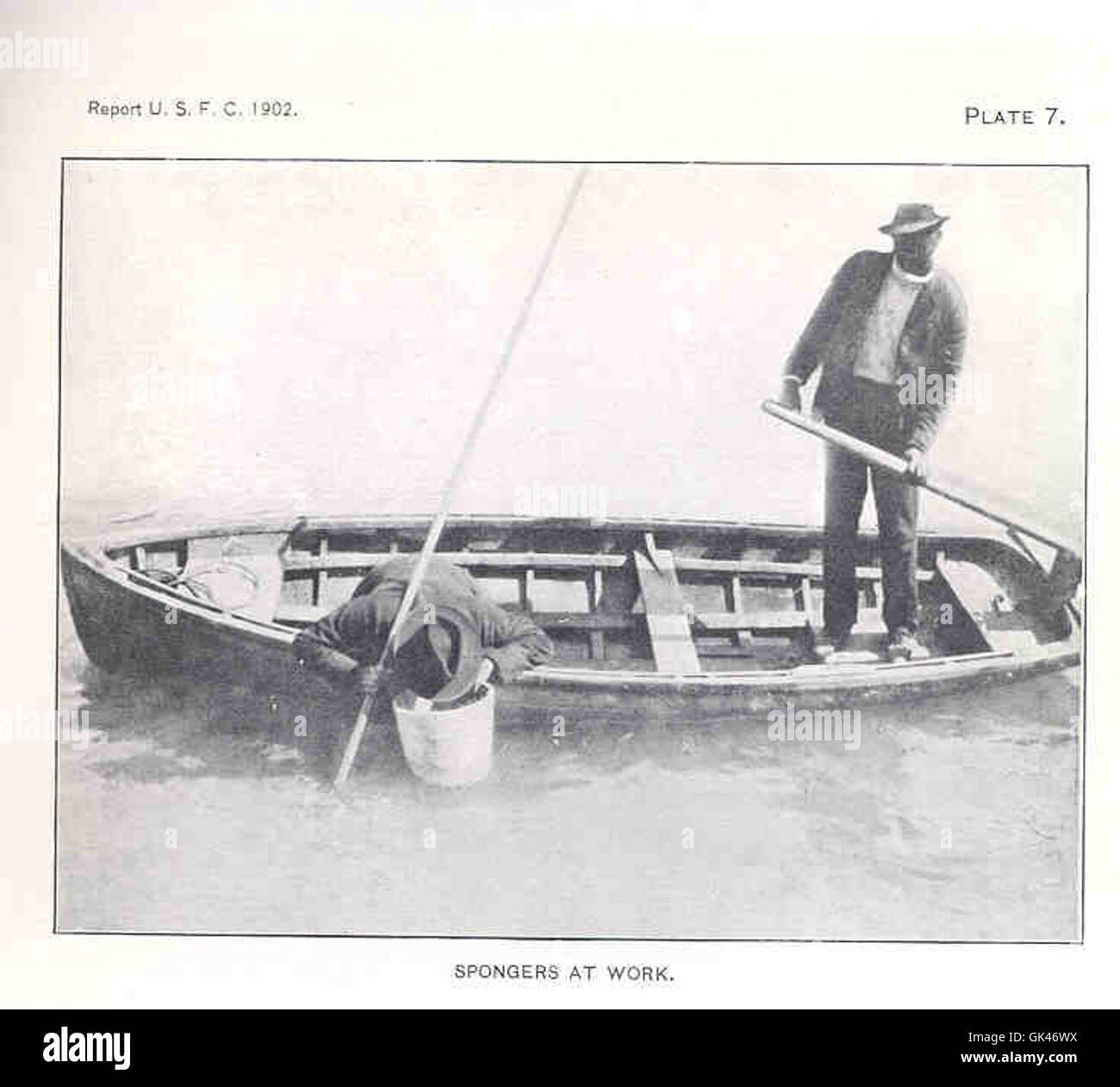 Spongers at work harvesting sponges from the ocean floor. This activity ...