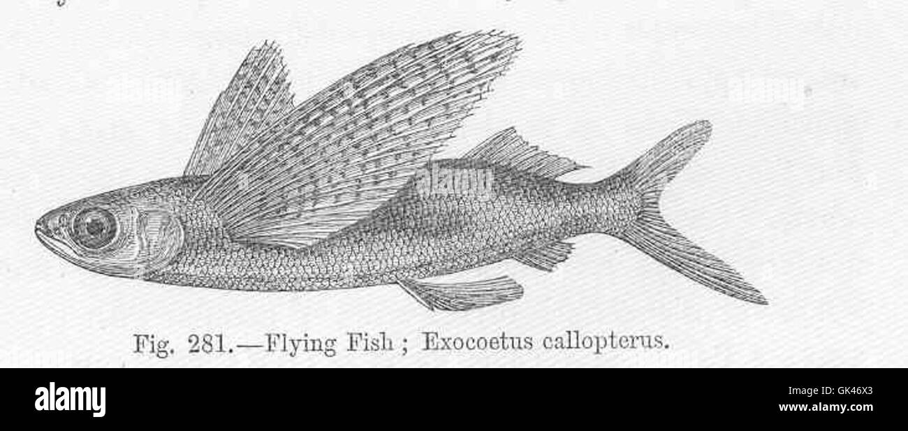 The flying fish (*Exocoetus callopterus*) is shown gliding above the ...