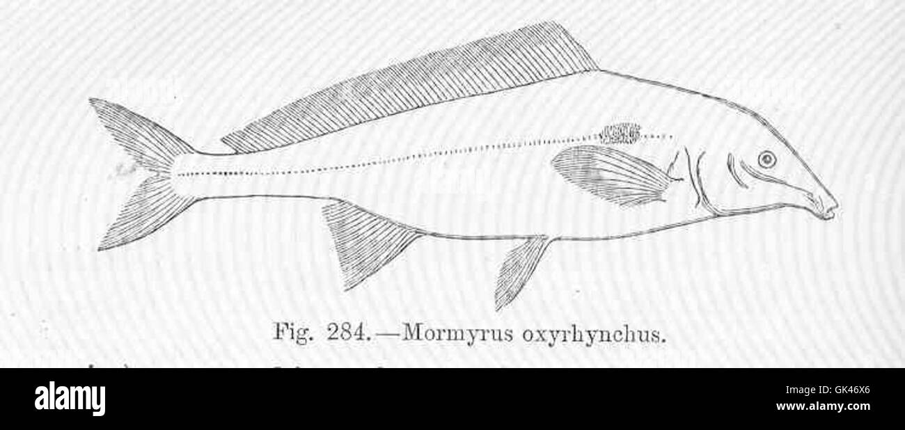 47167 Mormyrus oxyrhynchus Stock Photo - Alamy