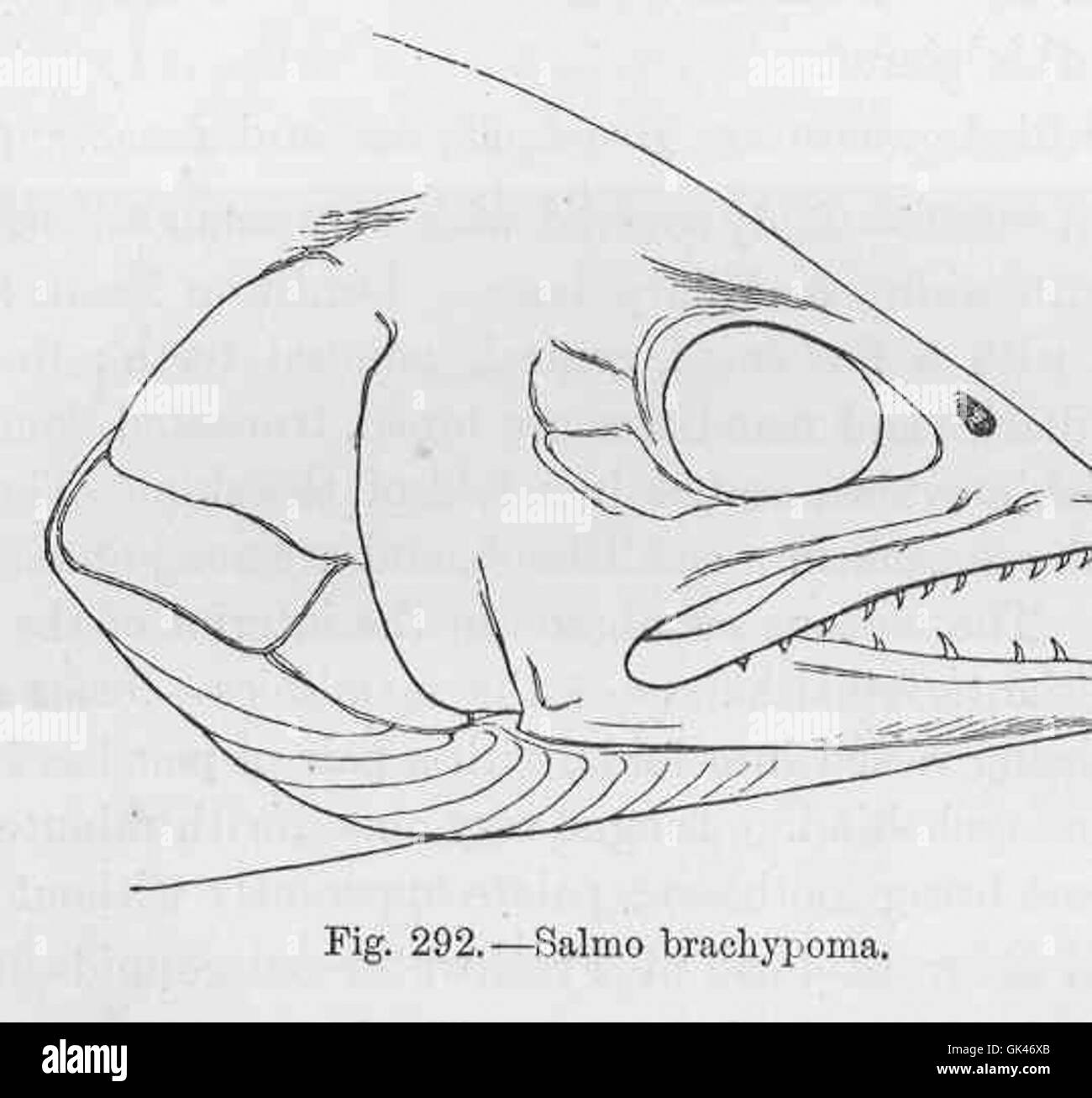 Salmo map hi-res stock photography and images - Alamy