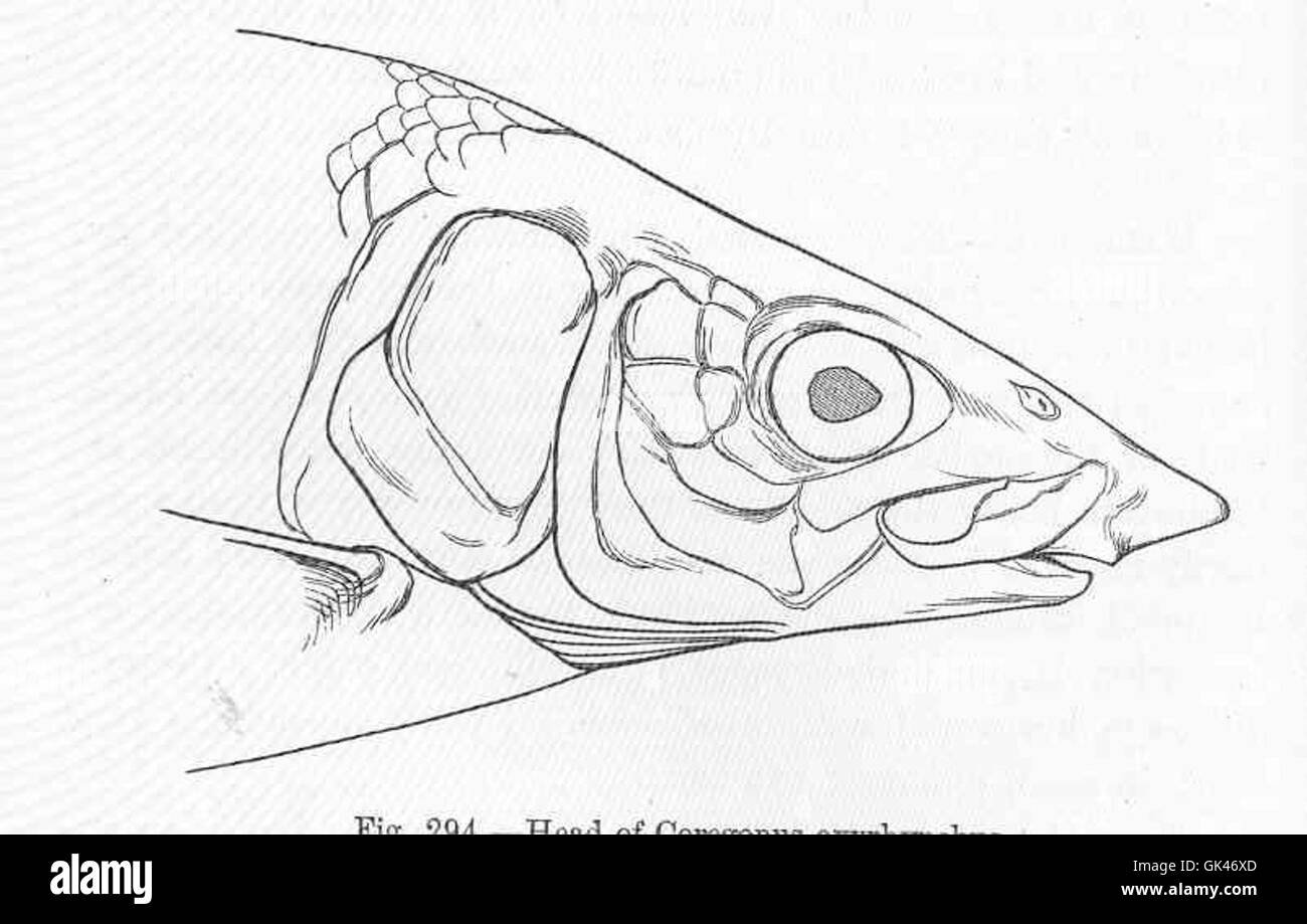 The head of Coregonus oxyrhynchus, also known as the shortnose cisco ...
