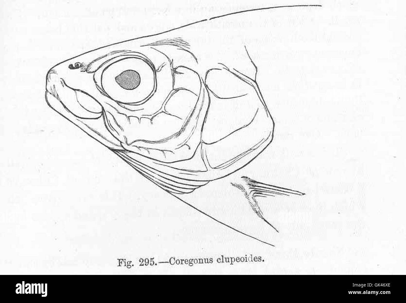 Clupeoides hi-res stock photography and images - Alamy