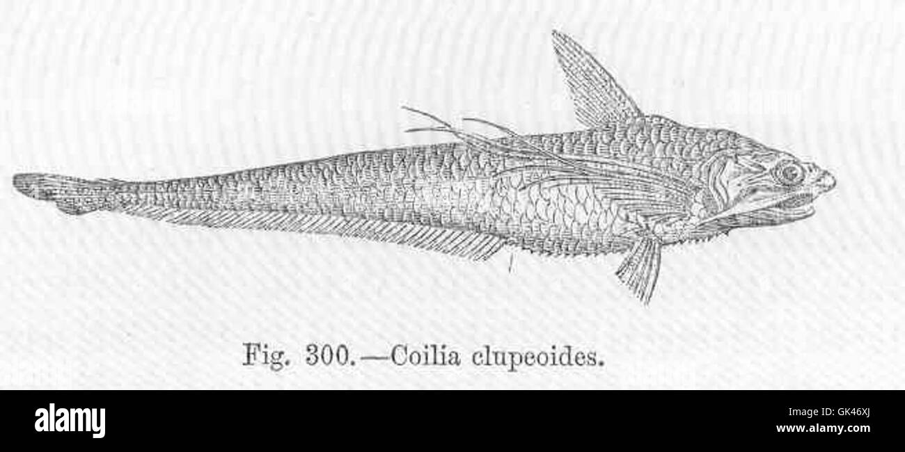 Coilia hi-res stock photography and images - Alamy