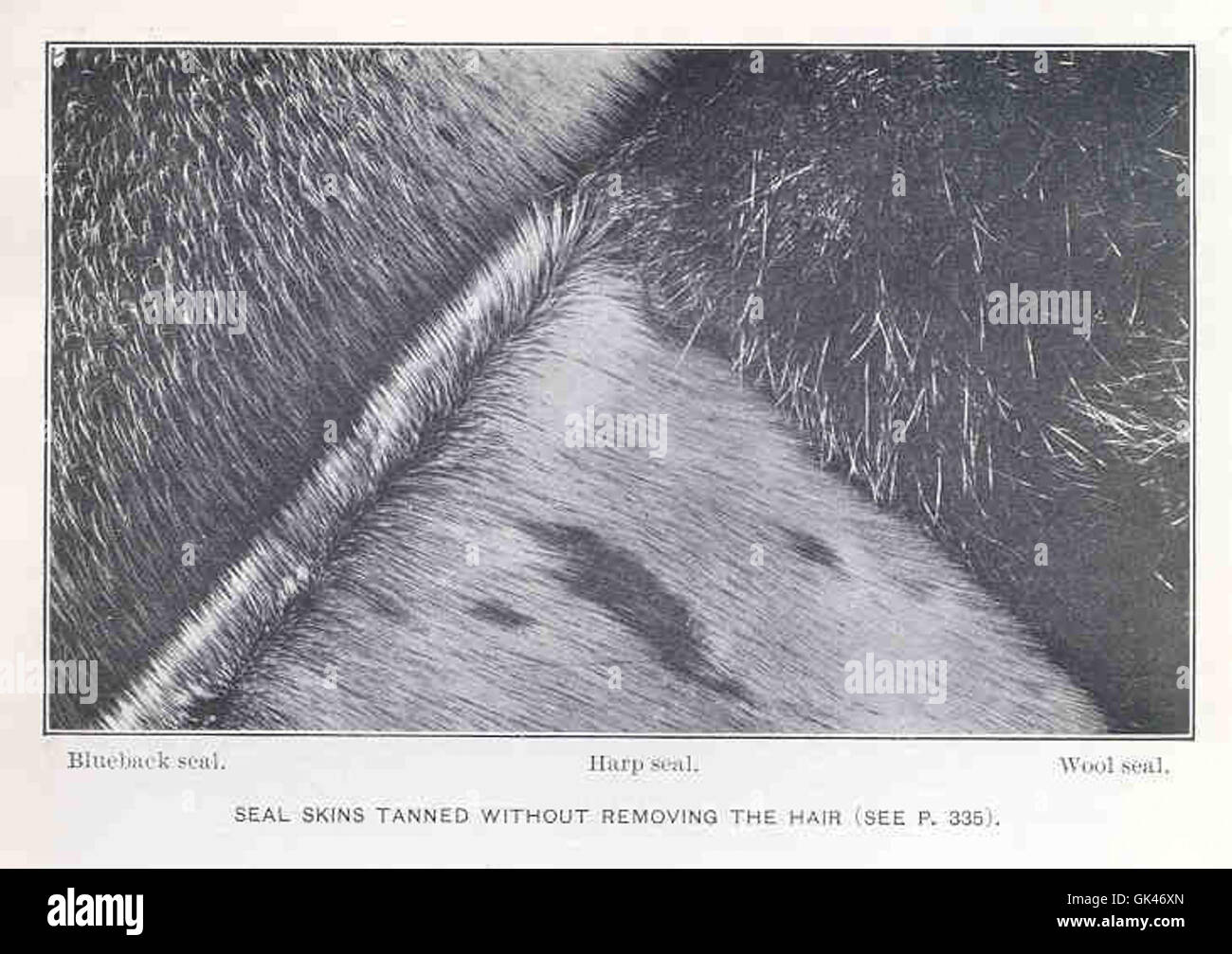 This image shows seal skins tanned without removing the hair, a ...