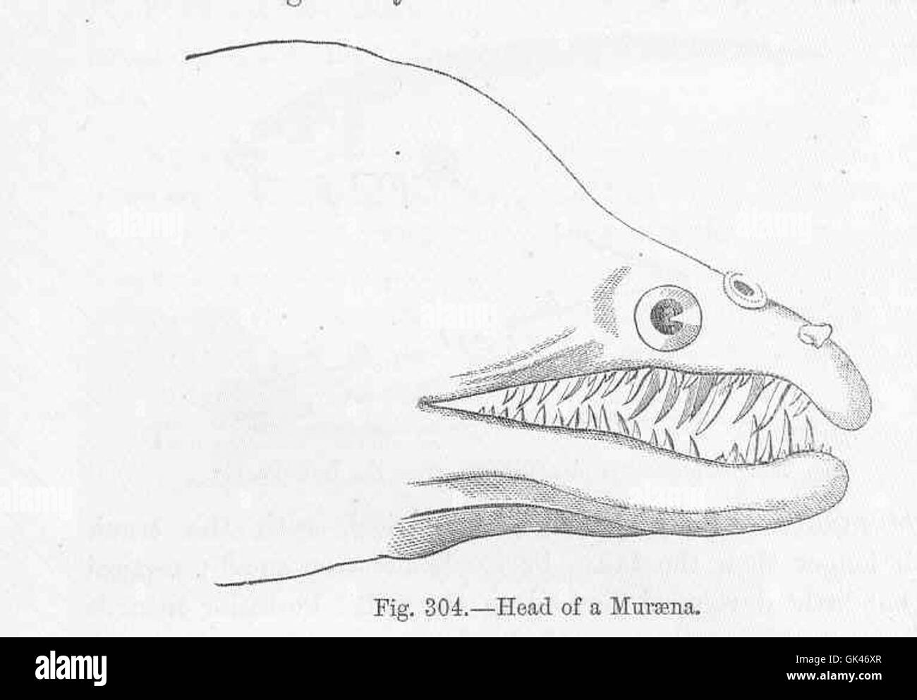 The head of a Muraena, a genus of moray eels, reveals its ...