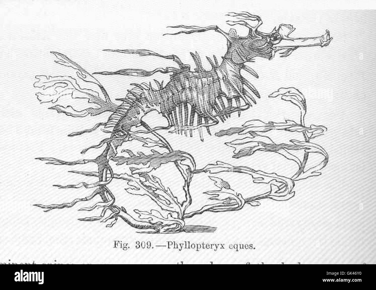 Phyllopteryx eques, also known as the leafy seadragon, is a species of ...