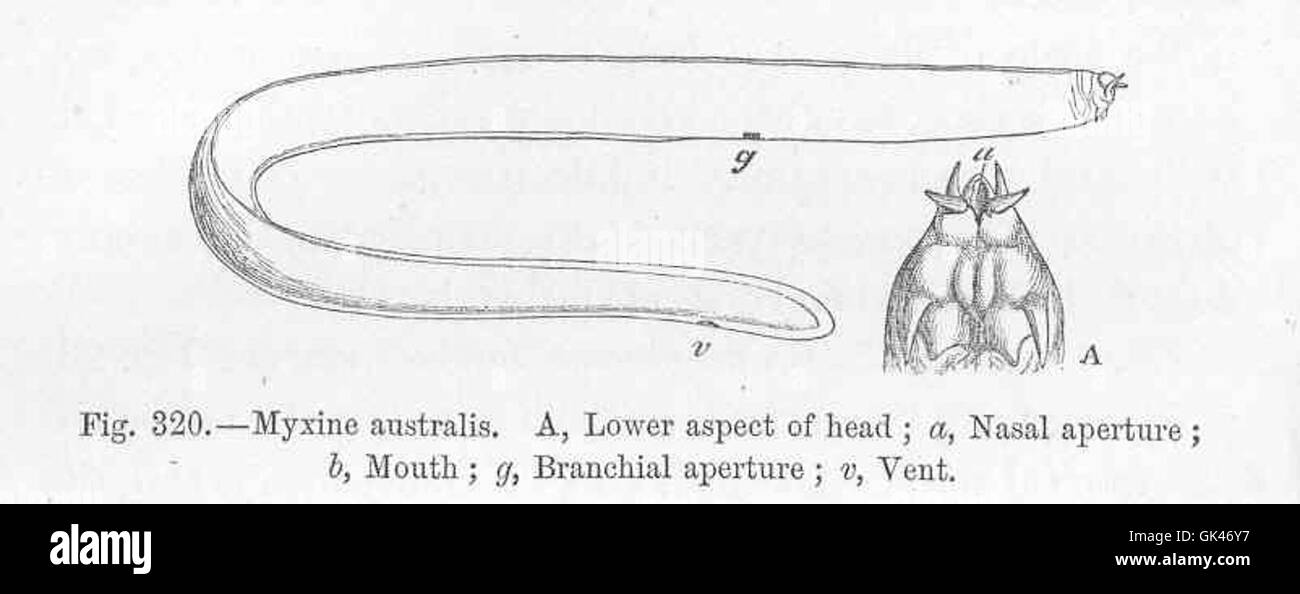 Myxine hi-res stock photography and images - Alamy