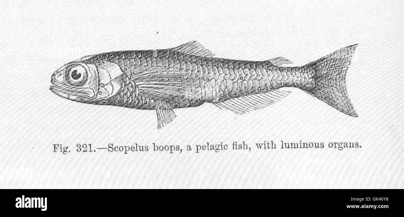 47192 Scopelus boops, a pelagic fish, with luminous organs Stock Photo ...