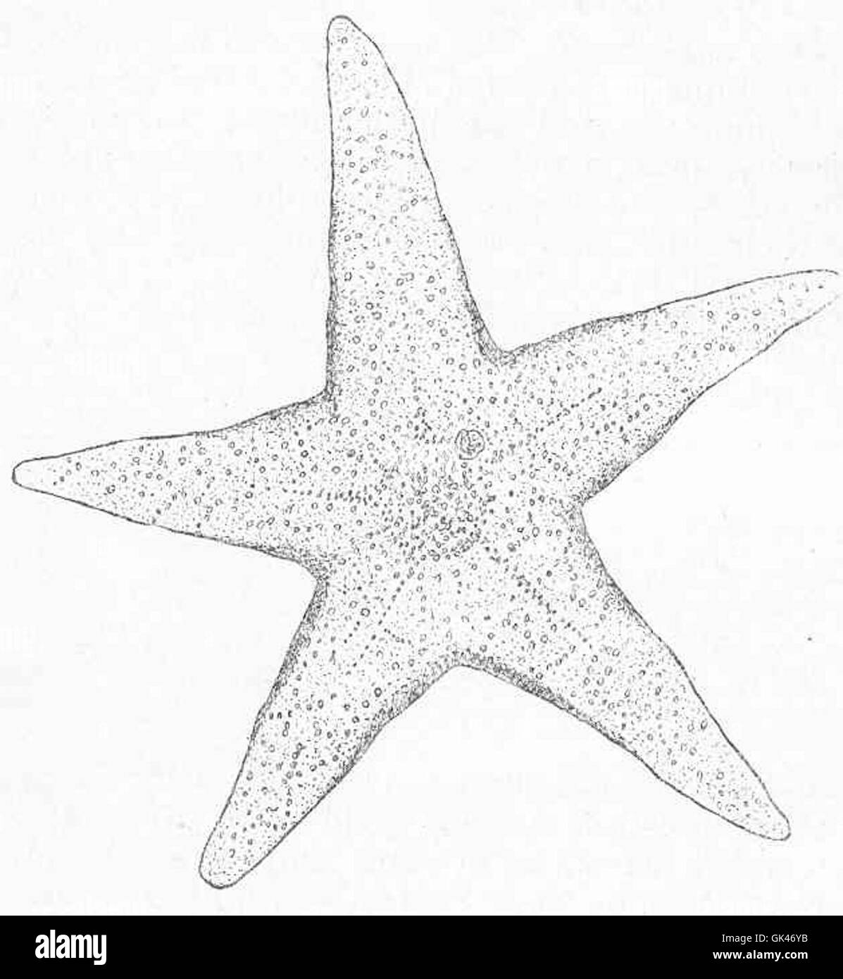 Starfish Pencil Drawing