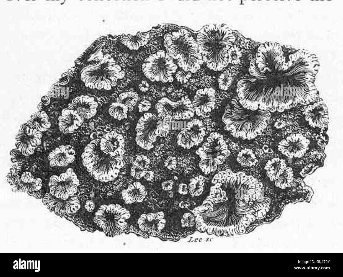 Coralline algae are marine algae that play an important role in coral ...