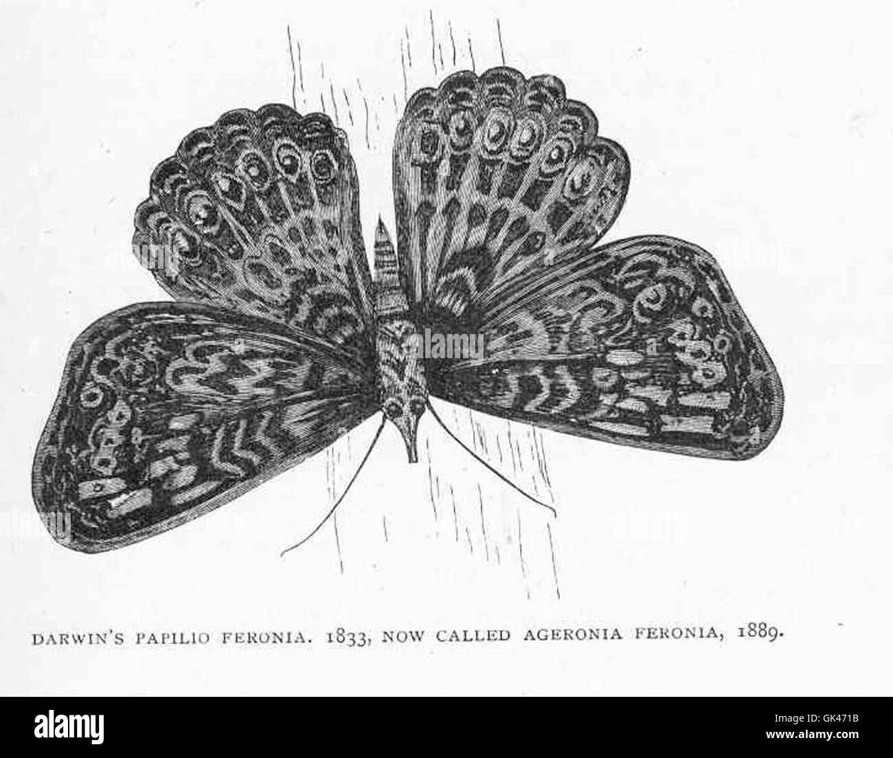 Ageronia feronia hi-res stock photography and images - Alamy