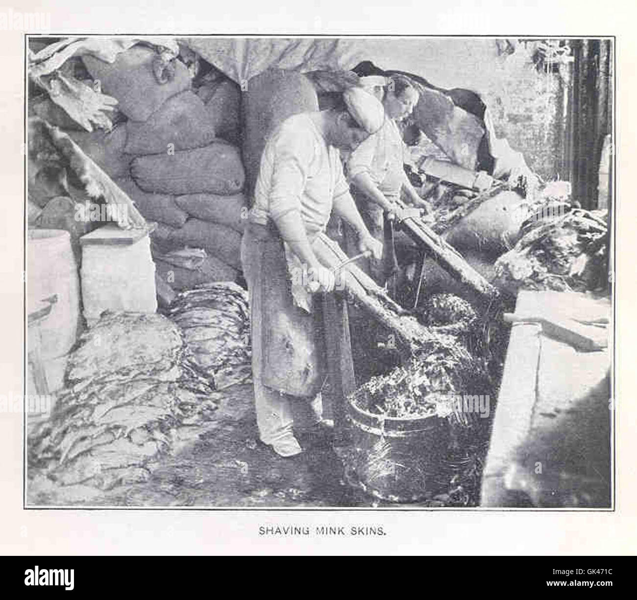 33984 Shaving Mink Skins Stock Photo - Alamy