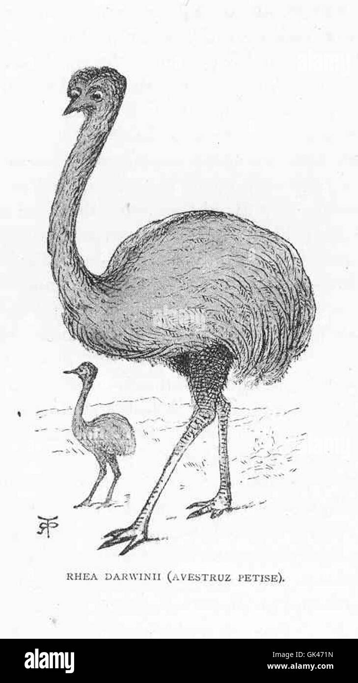 Rhea darwinii, commonly known as Darwin's Rhea, is a large flightless ...