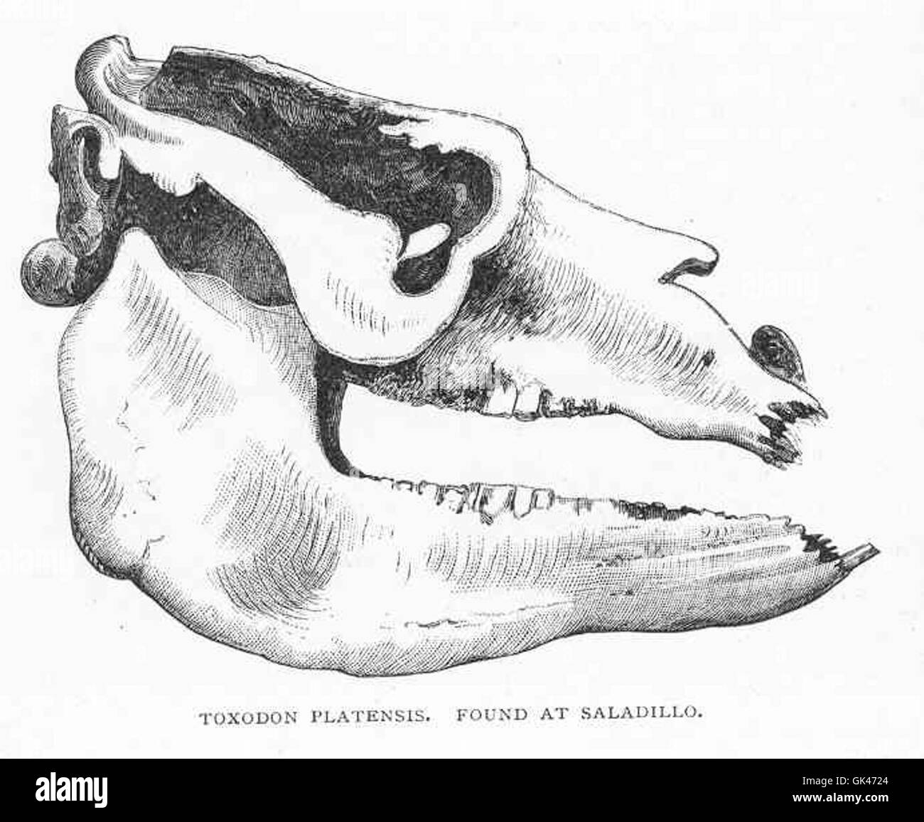 Toxodon platensis is an extinct mammal species from the Pleistocene ...
