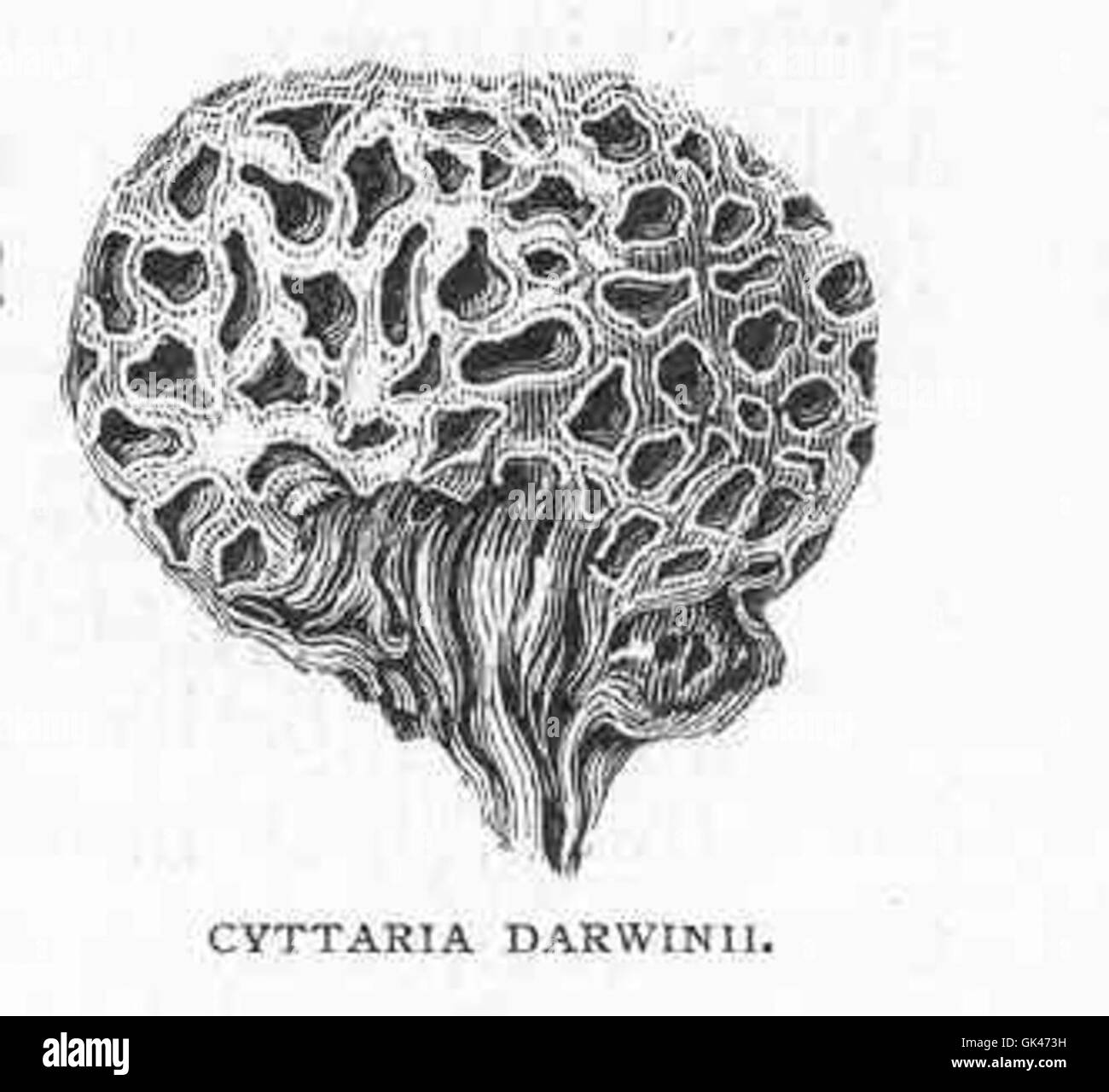 Cyttaria hi-res stock photography and images - Alamy