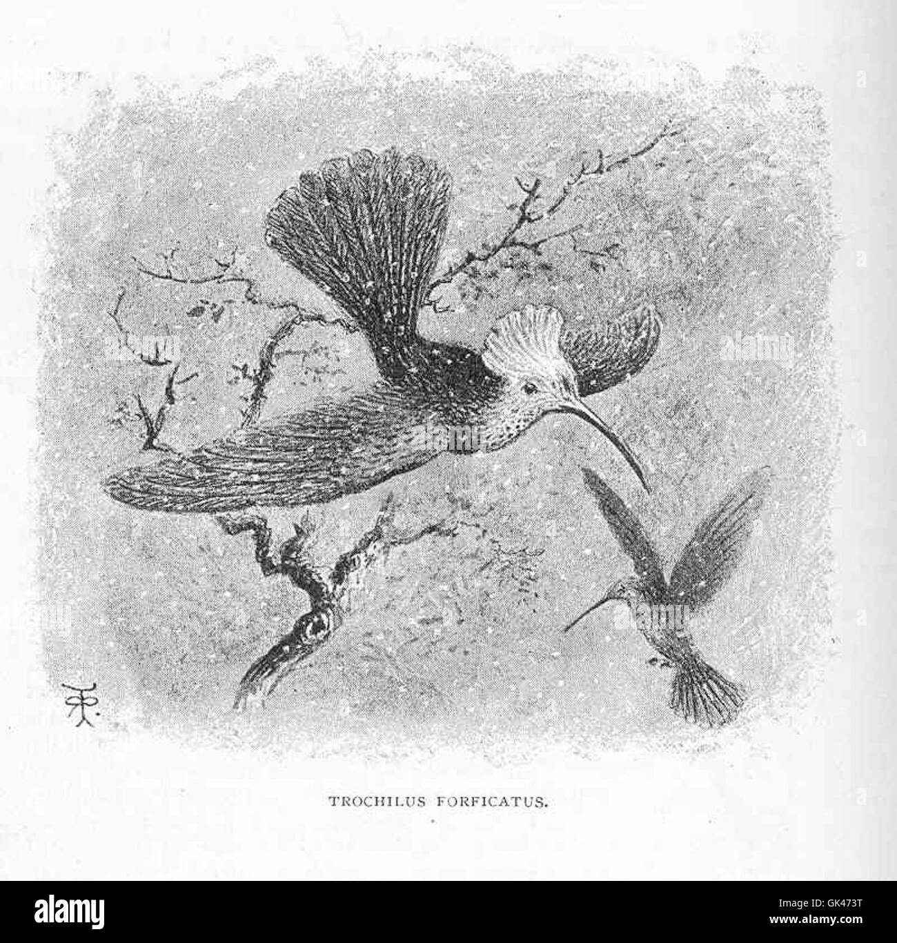 Hummingbird bird feeder Black and White Stock Photos & Images - Alamy