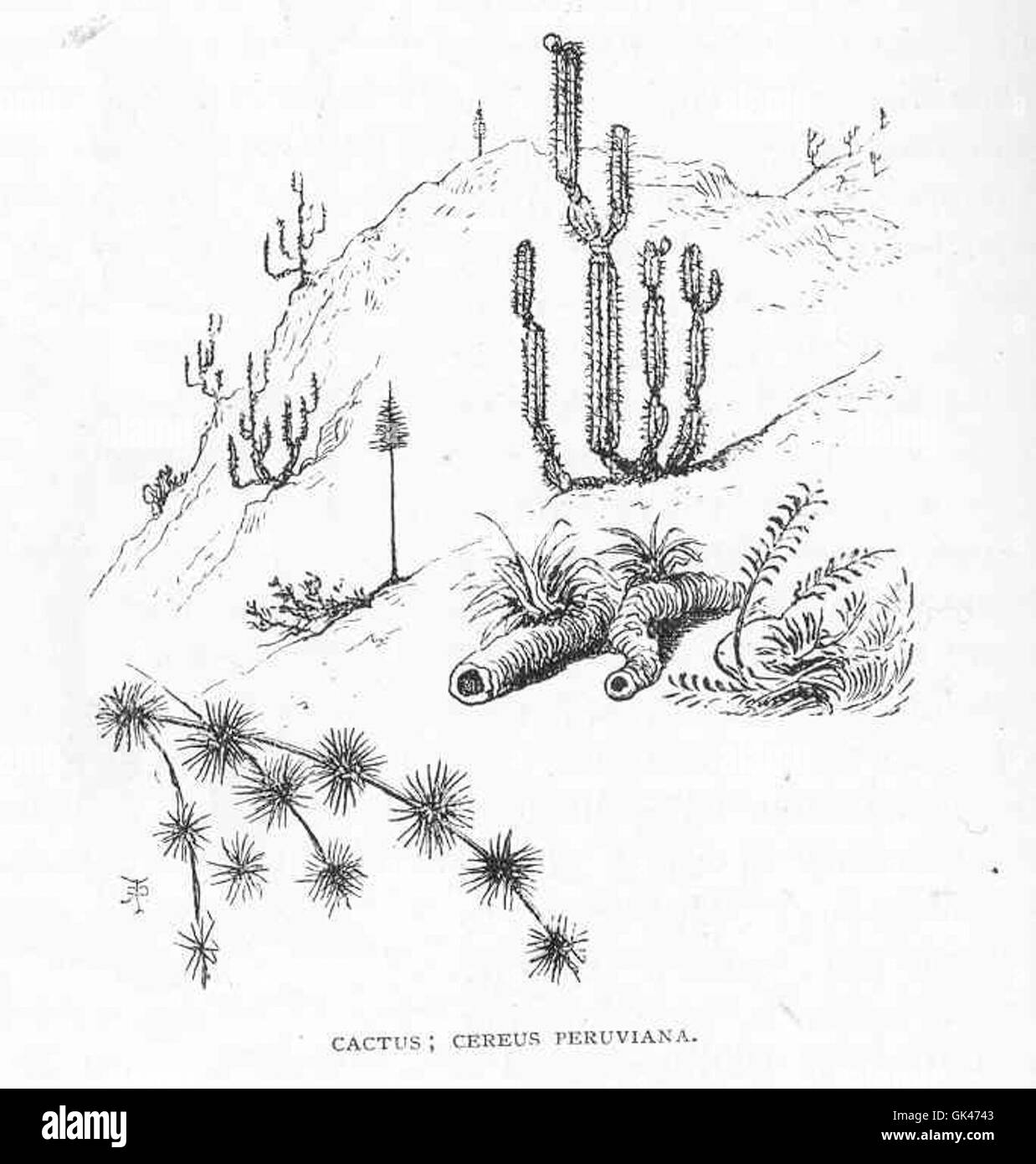 Cereus peruviana, commonly known as the Peruvian apple cactus, is a ...