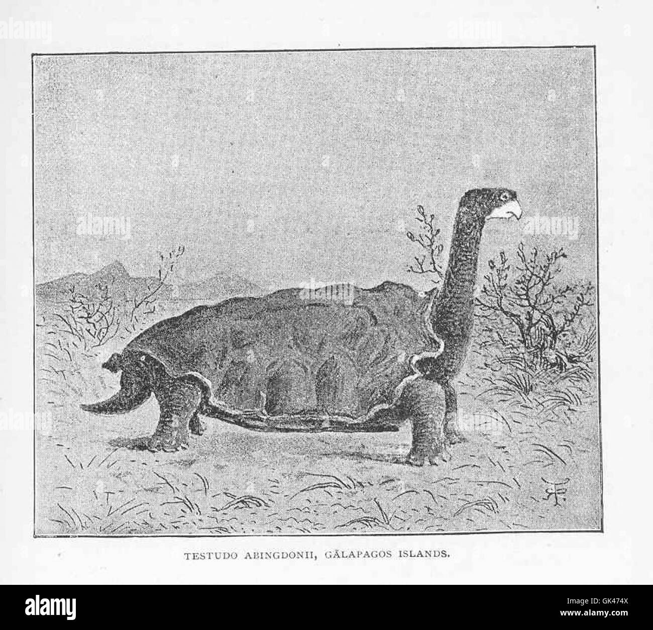 Galapagos giant tortoise Black and White Stock Photos & Images - Alamy