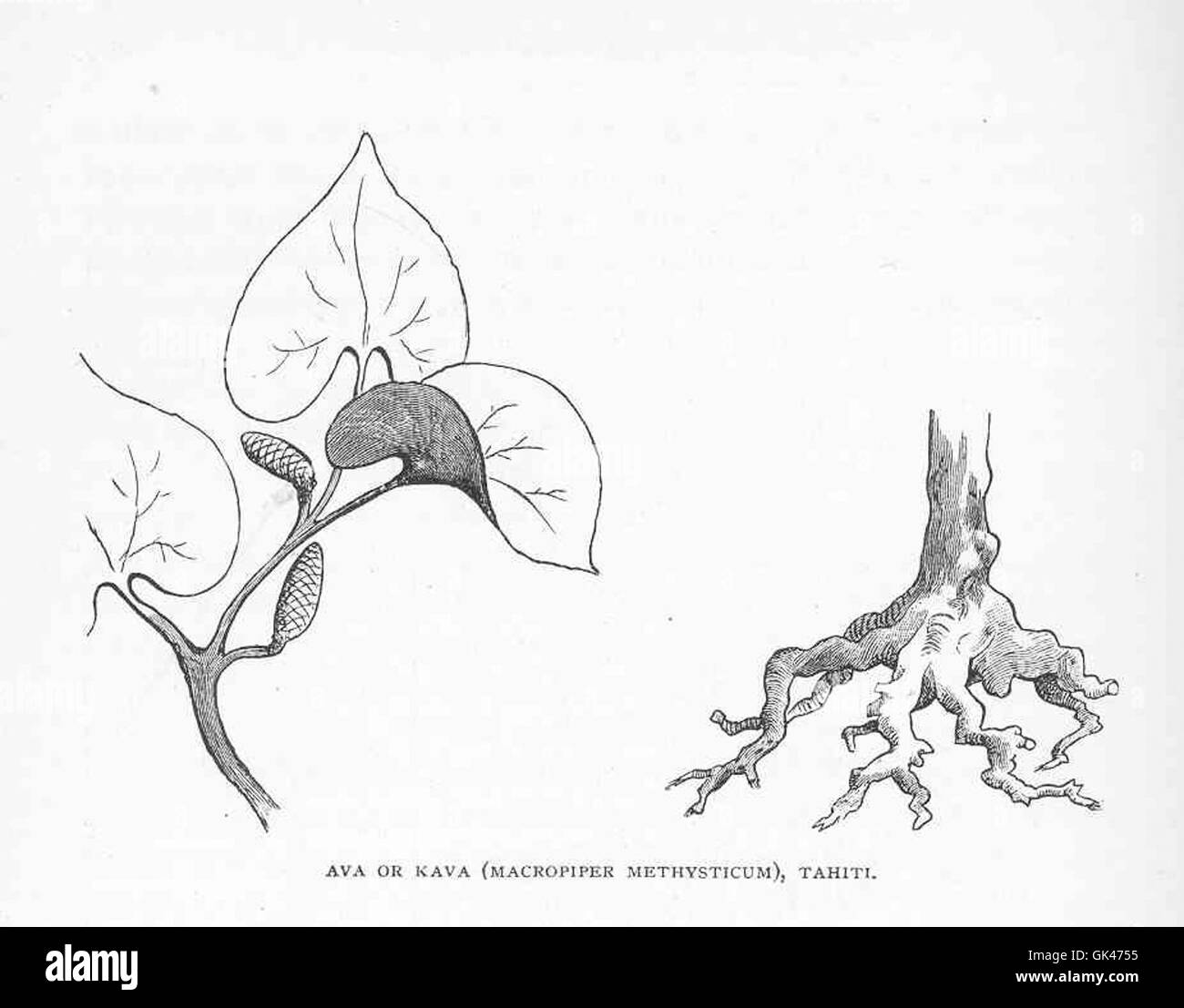 Ava or Kava (Macropiper methysticum) is a plant native to Tahiti, known ...