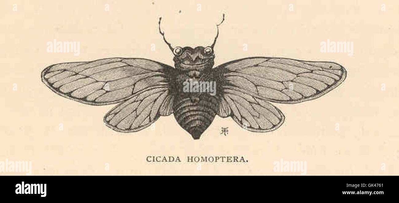 Cicadas (order Hemiptera) are known for their distinctive sound and ...