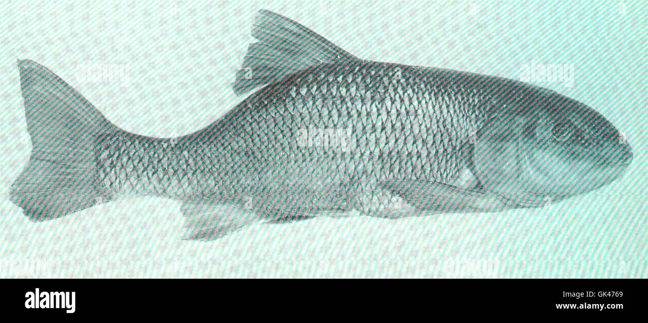 Fish bone identification hi-res stock photography and images - Alamy