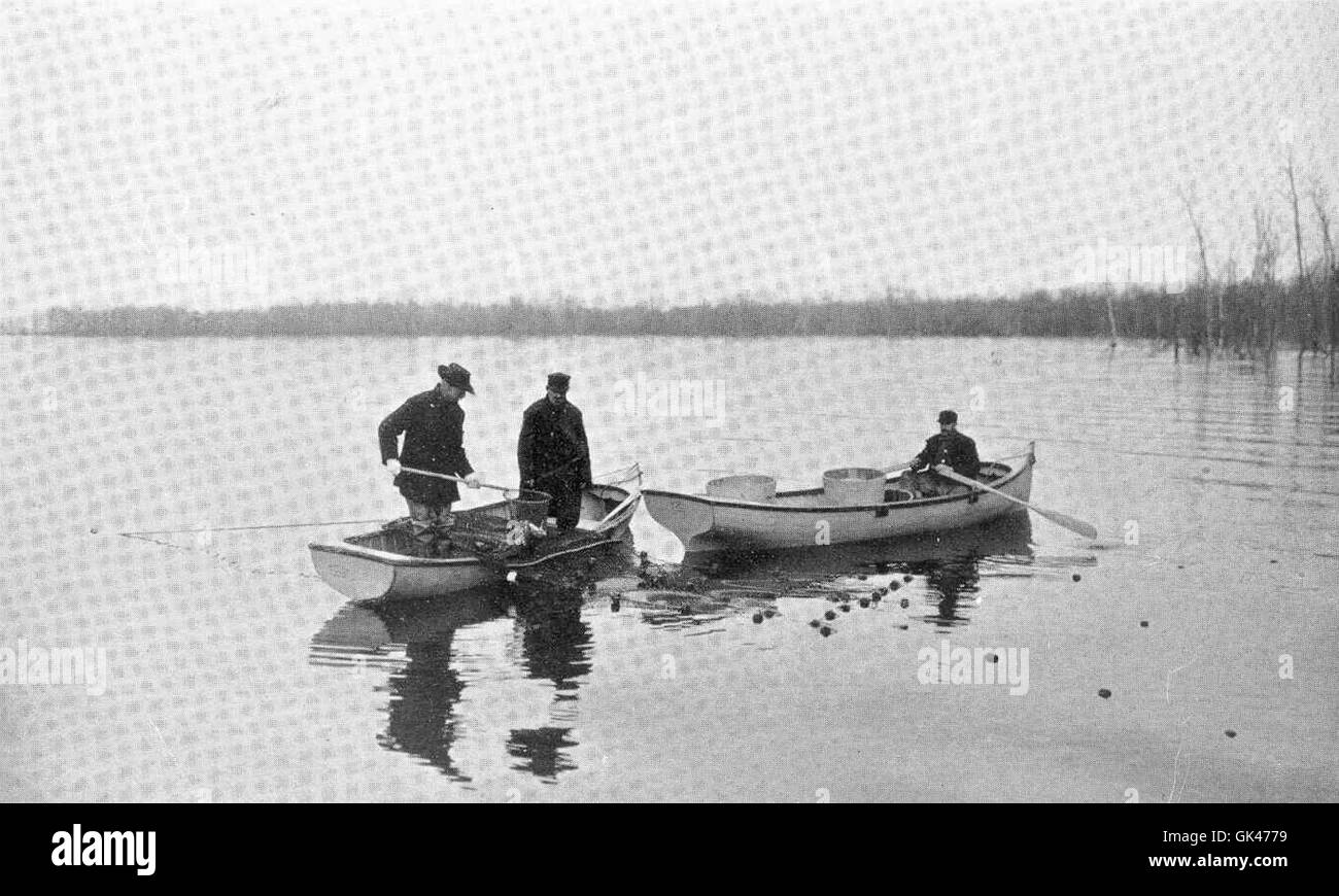 47370 Emptying trap net for pike perch Oneida Lake Stock Photo - Alamy
