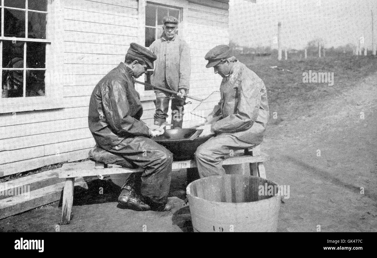 The process of stripping pike perch, a common method for harvesting roe ...