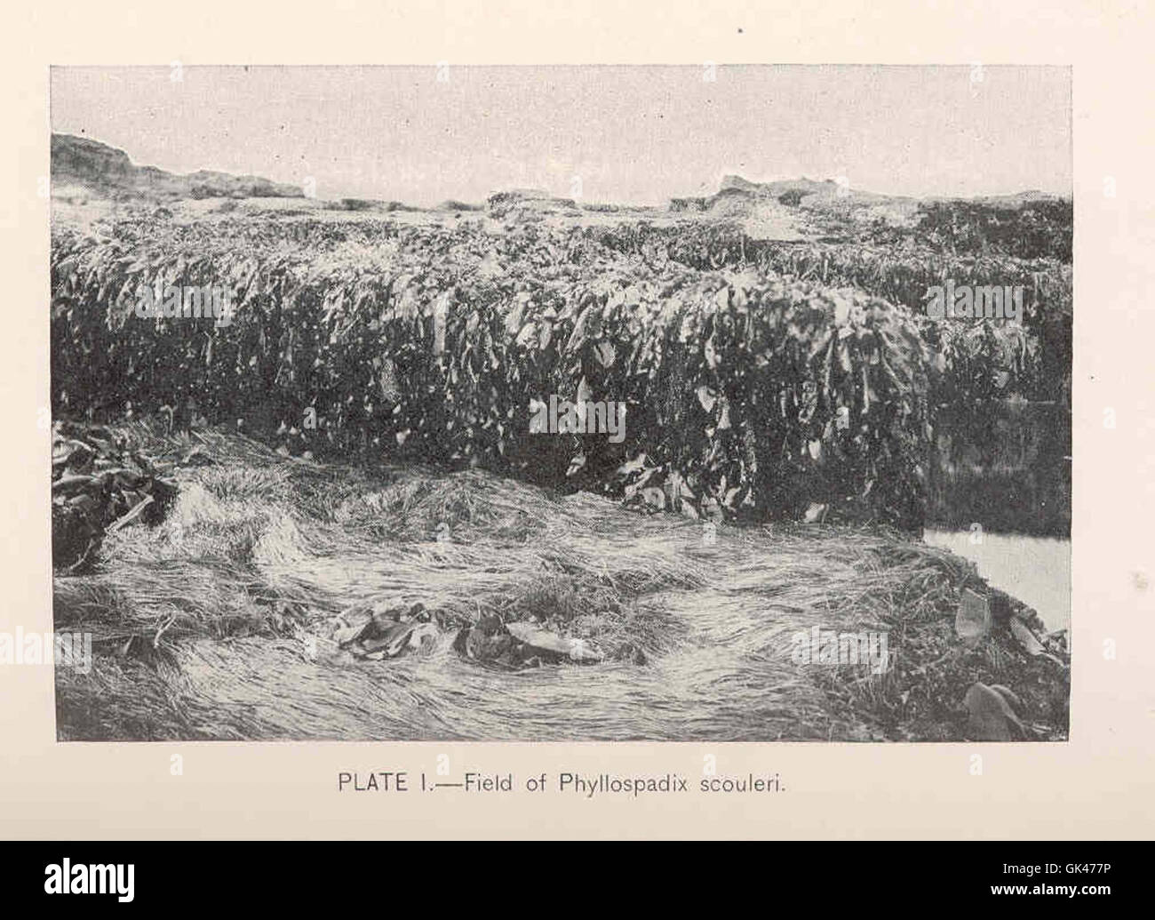 Surf grass phyllospadix scouleri hi-res stock photography and images ...