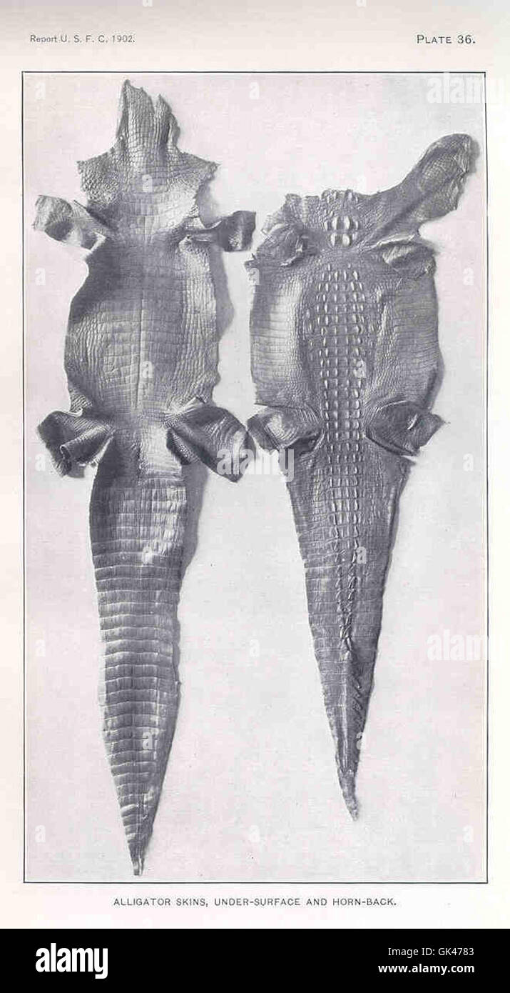 Alligator skins, which are highly prized in the leather industry for ...
