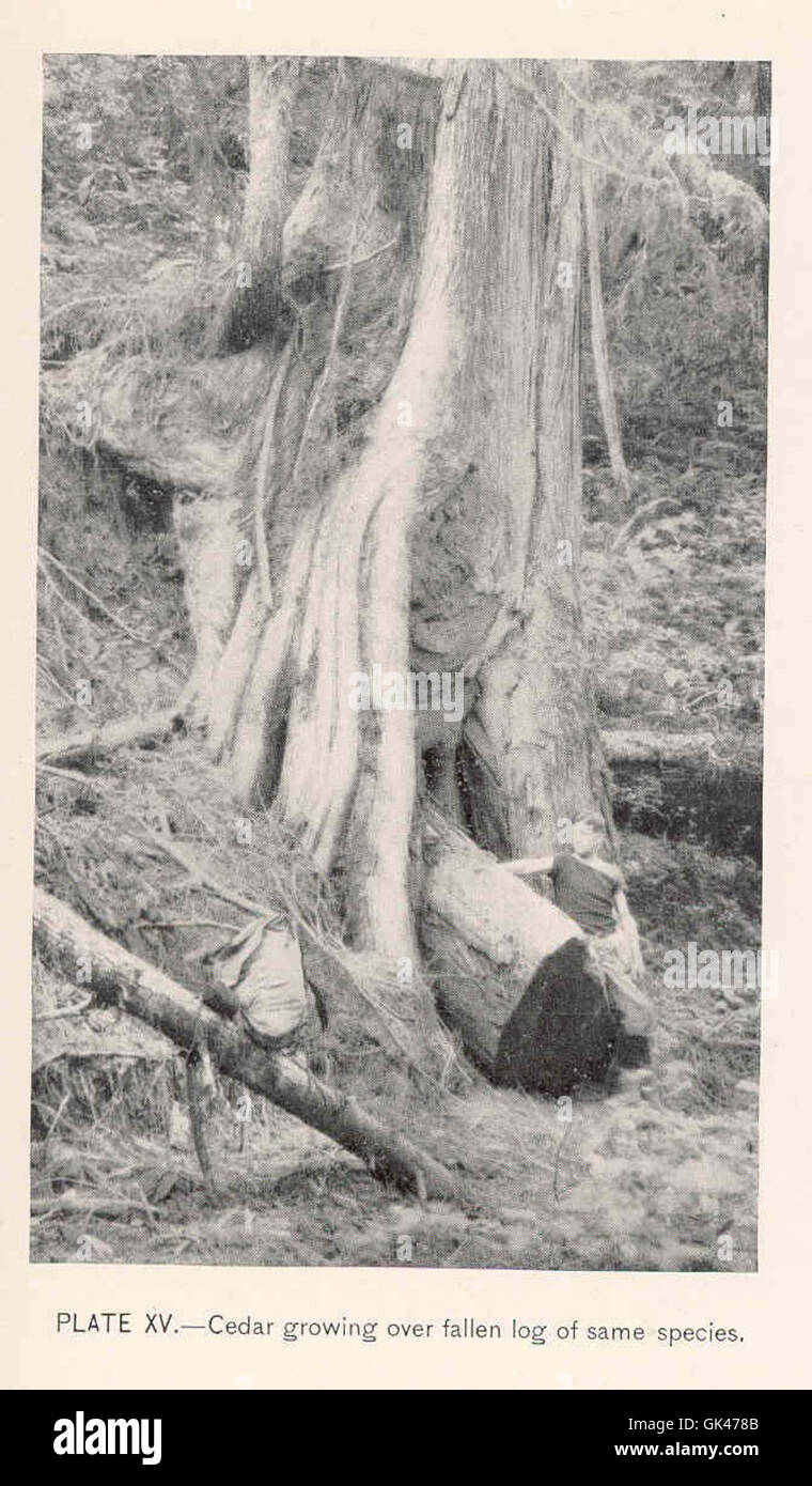 A cedar tree is growing over a fallen log of the same species. This ...