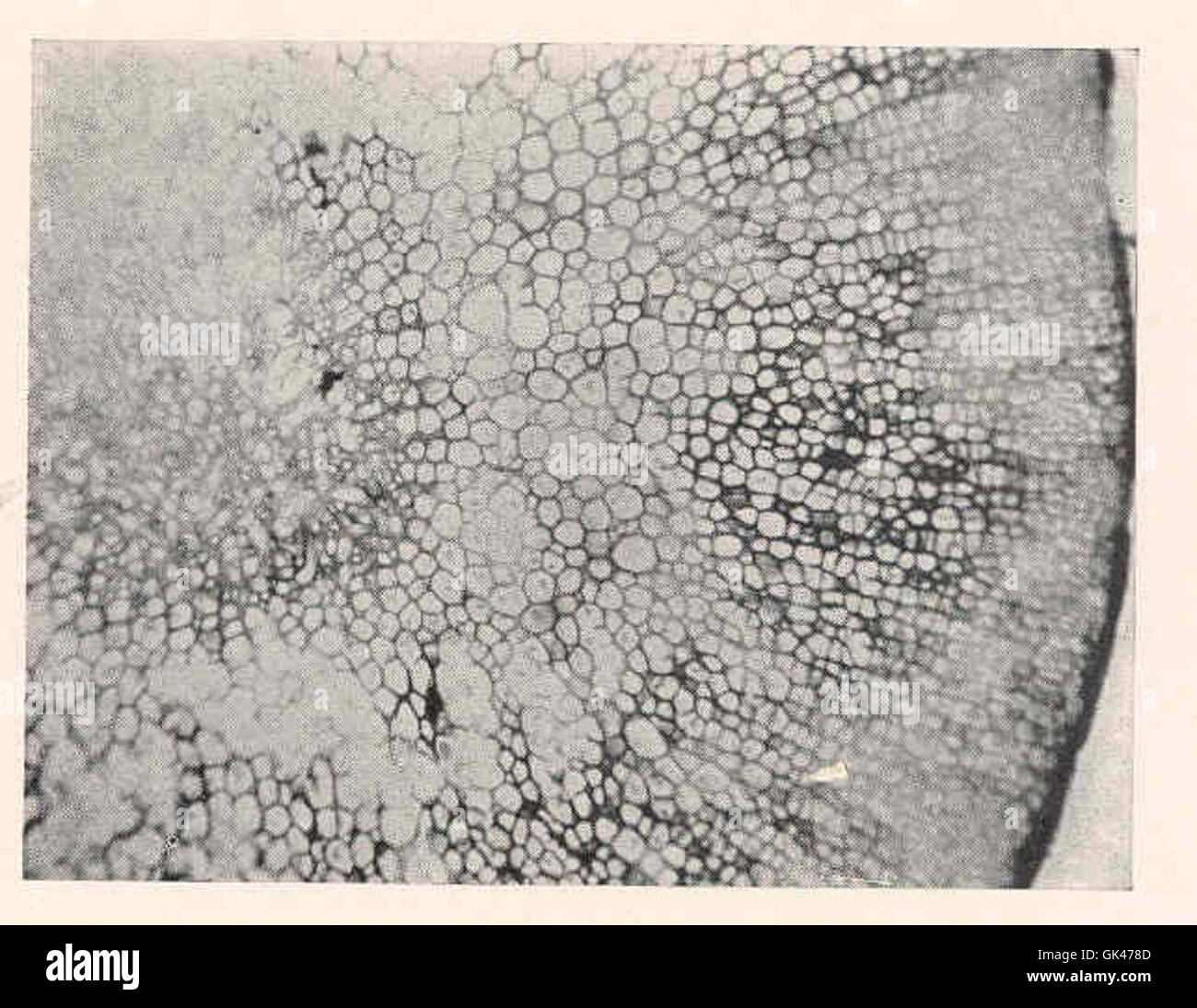 47396 Photomicrograph of stipe of Renfrewia Stock Photo - Alamy