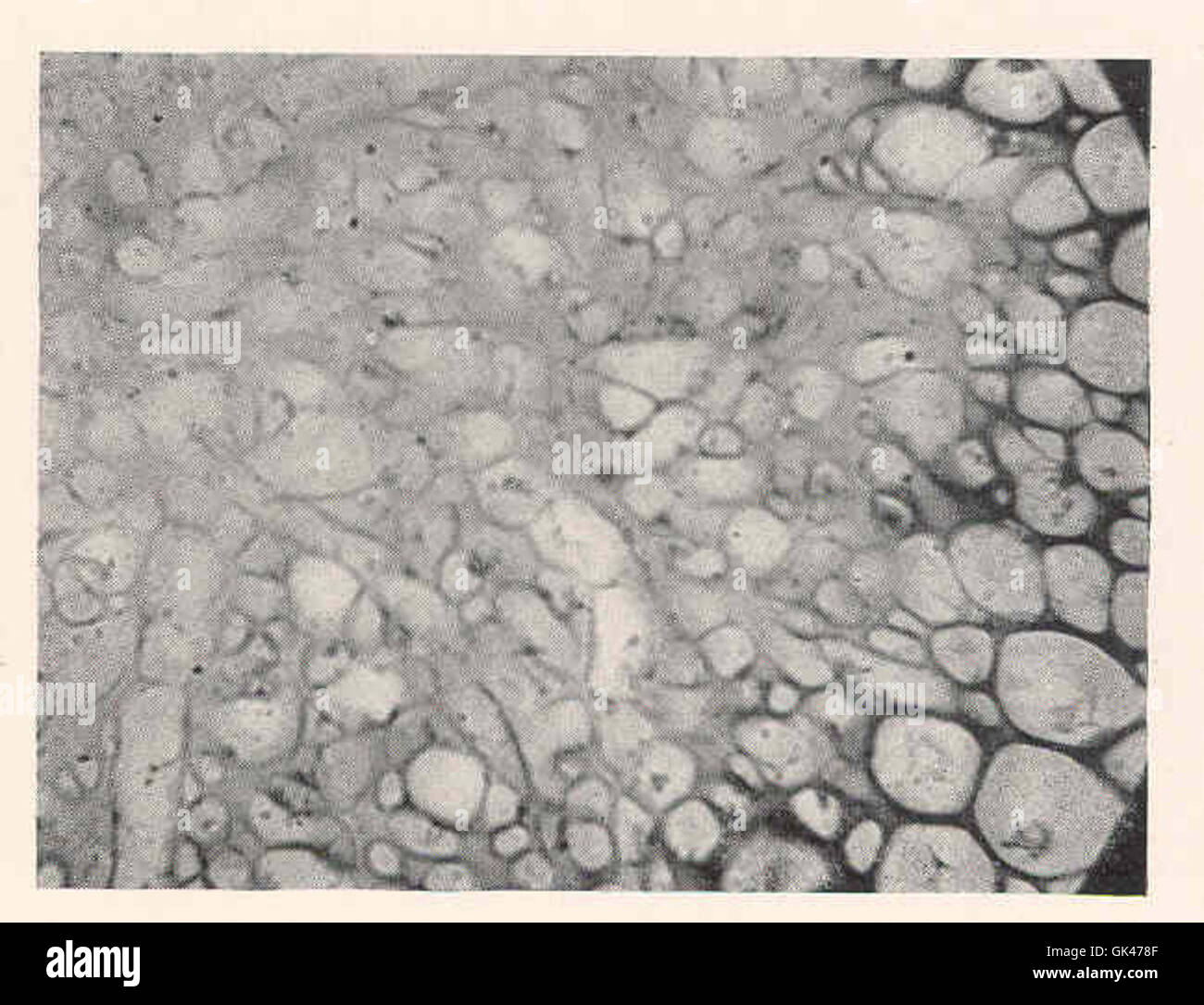 Microscopic algae plant cell hi-res stock photography and images - Alamy