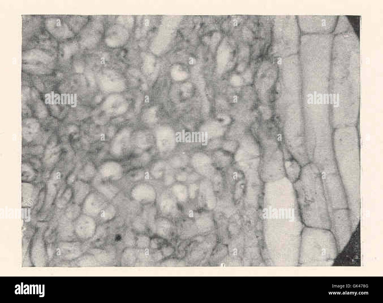 Longitudinal map hi-res stock photography and images - Alamy